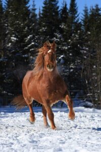 About the Breed – Canadian Horse Heritage & Preservation Society