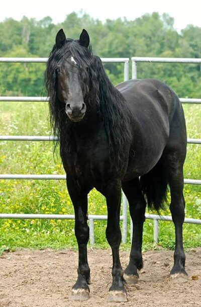 About the Breed – Canadian Horse Heritage & Preservation Society